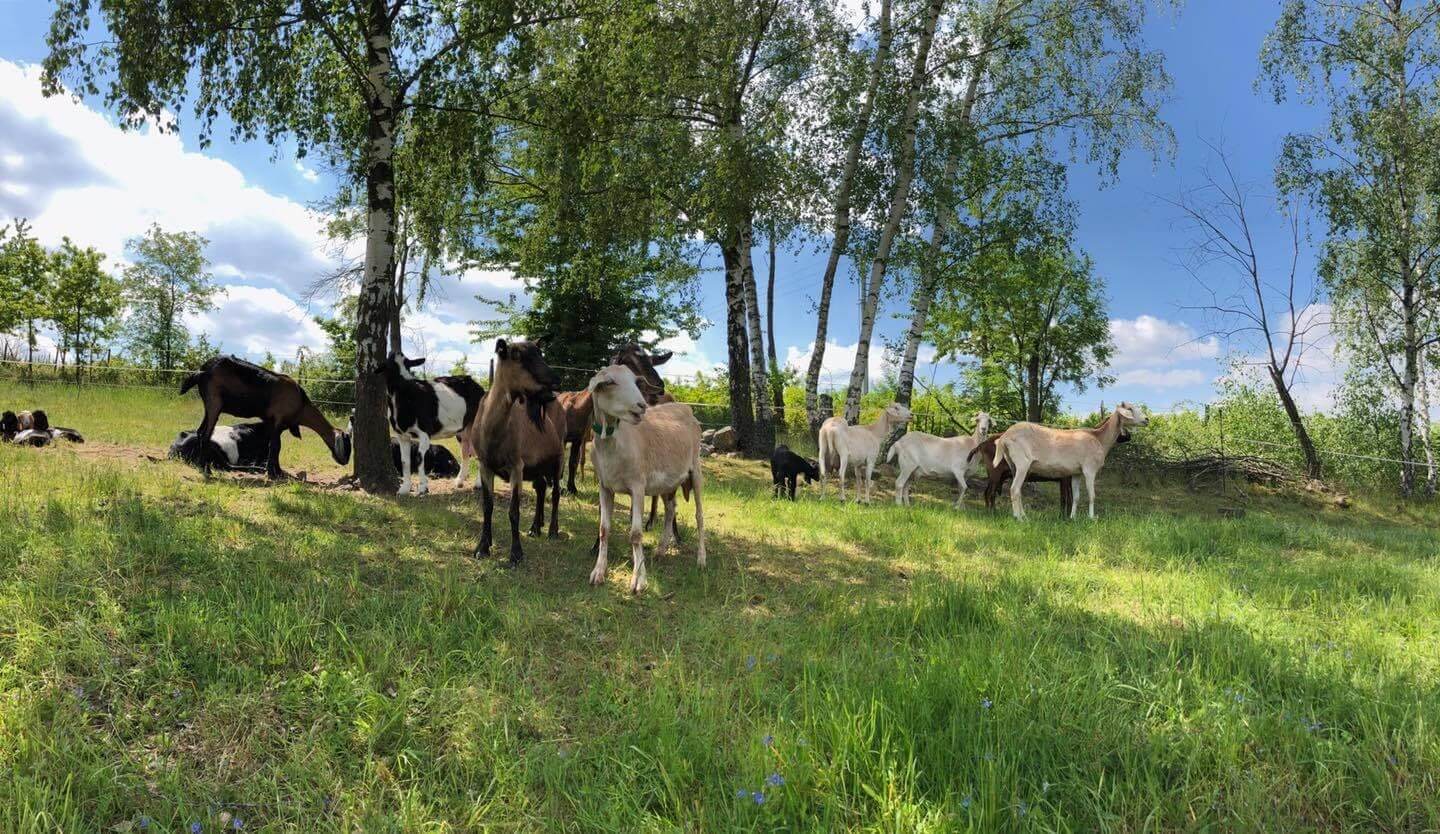 Milyen előnyei vannak az A2 tejnek, és honnan származik? - Kendamil.hu